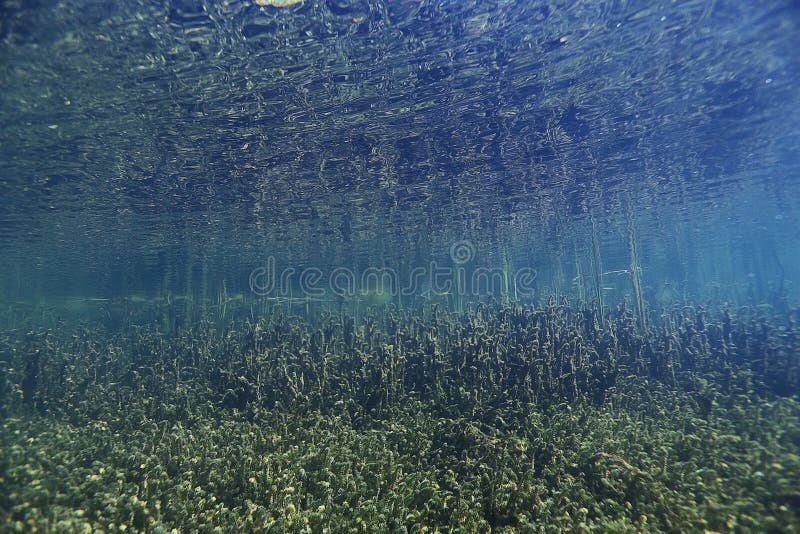 Underwater scenery stock image. Image of green, ground - 62132889