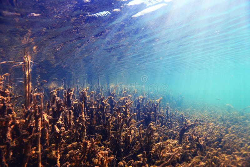 Underwater Scenery In The River Stock Image - Image of fishpond ...