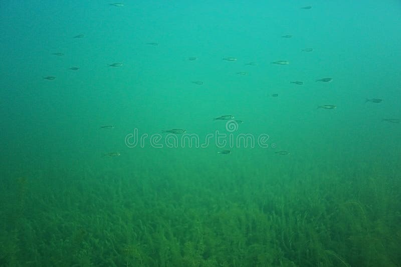 Underwater Scenery in the River Stock Photo - Image of drown, ecosystem ...