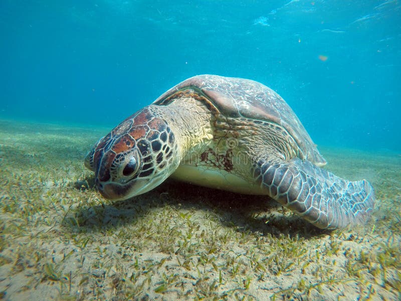 Underwater Scenery with Sea Turtle in Blue Water Stock Photo - Image of ...