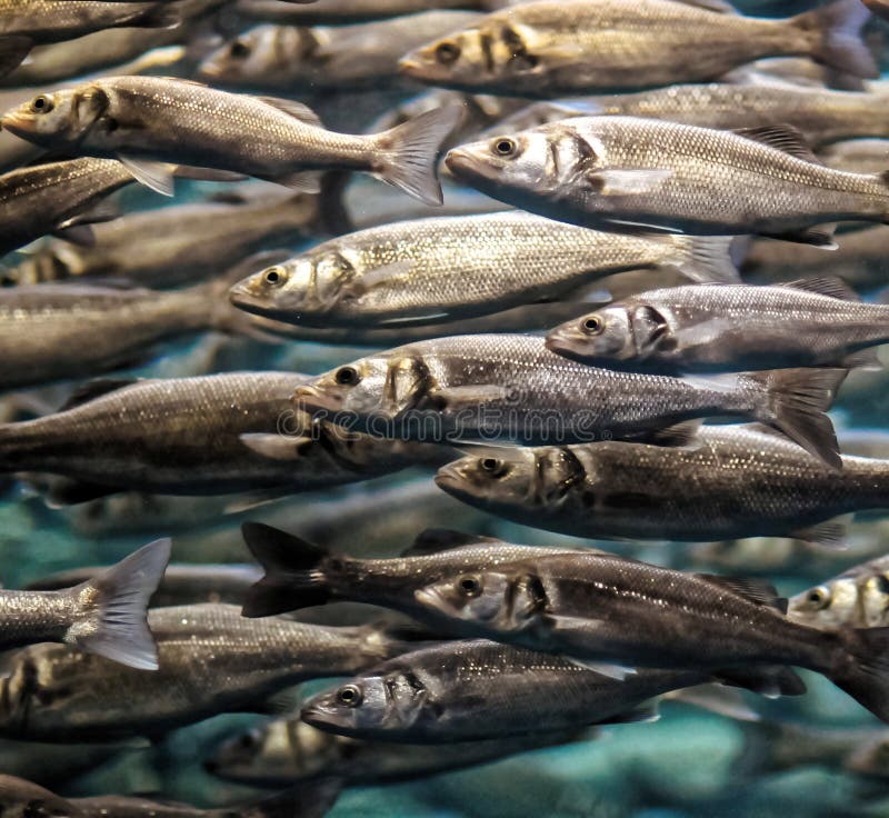 School of Silver Gray Fish stock image. Image of migration - 233034963