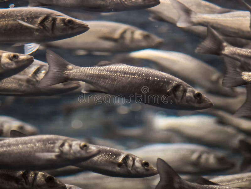 School of Silver Gray Fish stock photo. Image of school - 245118358