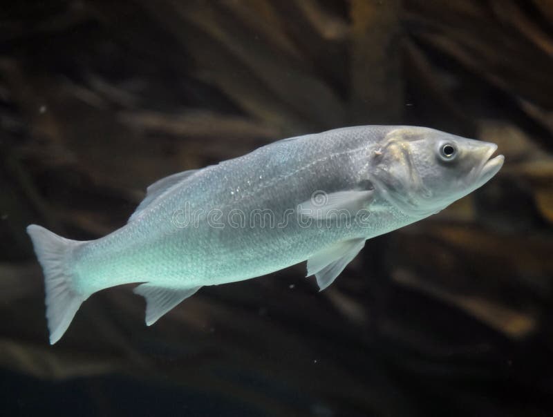 School of Silver Gray Fish stock image. Image of fresh - 245319525