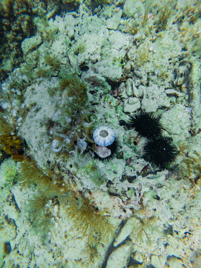 Underwater sea bottom view stock photo. Image of ocean - 193852522