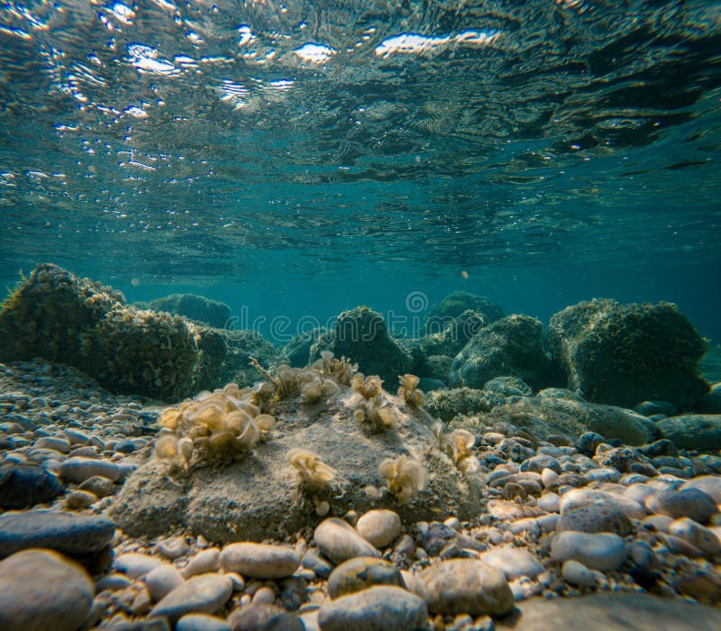 Underwater Seascape of Rocks and Pebbles with Sunlight Refracting ...