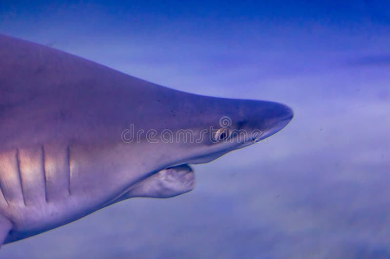 Underwater Shark Encounter: Captivating Marine Wildlife Stock Photo ...