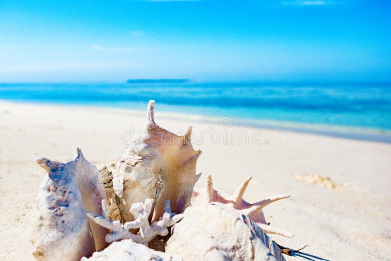 Underwater Shells on the Sand on the Shore of the Indian Ocean ...