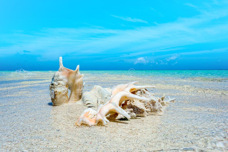 Underwater Shells on the Sand on the Shore of the Indian Ocean ...