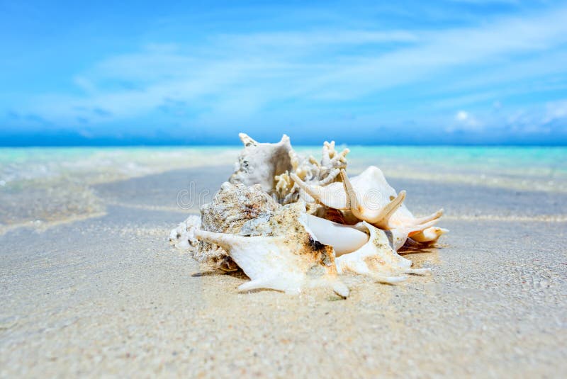 Underwater Shells on the Sand on the Shore of the Indian Ocean ...