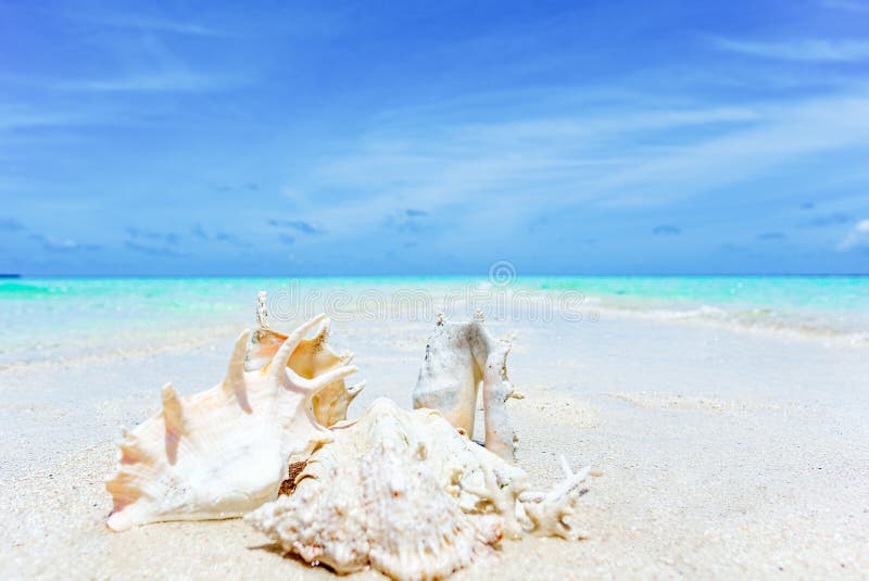 Underwater Shells on the Sand on the Shore of the Indian Ocean ...