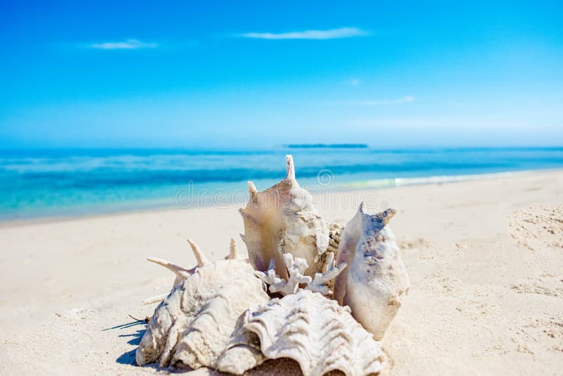 Underwater Shells on the Sand on the Shore of the Indian Ocean ...