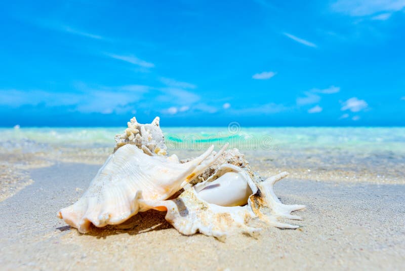 Underwater Shells on the Sand on the Shore of the Indian Ocean ...