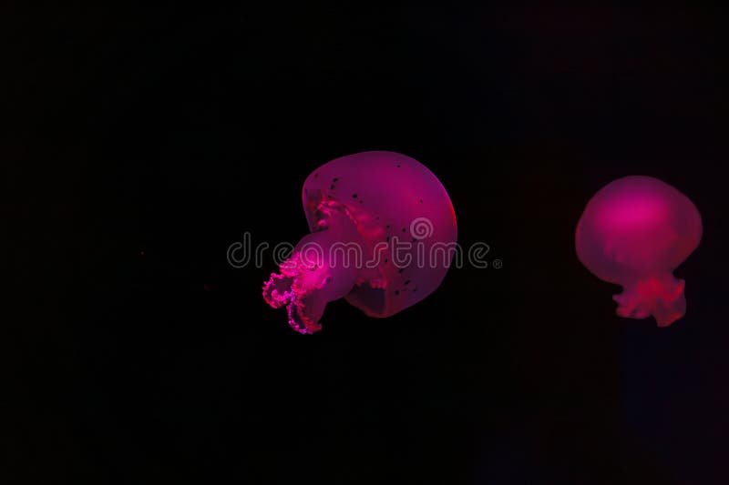 Underwater Shooting of Beautiful Cannonball Jellyfish Stock Photo ...
