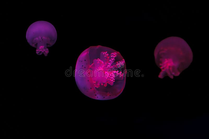 Underwater Shooting of Beautiful Cannonball Jellyfish Stock Image ...