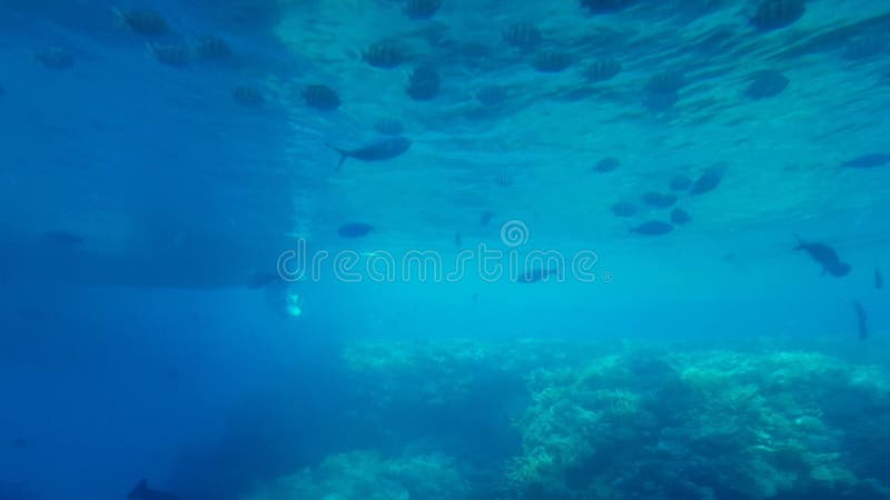 Underwater Shooting in the Red Sea. Colorful Fish in Egypt. Stock Video ...