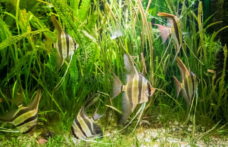 Altum Angelfish Aka Tiger Marble Fish Pterophyllum Scalare Aquarium ...
