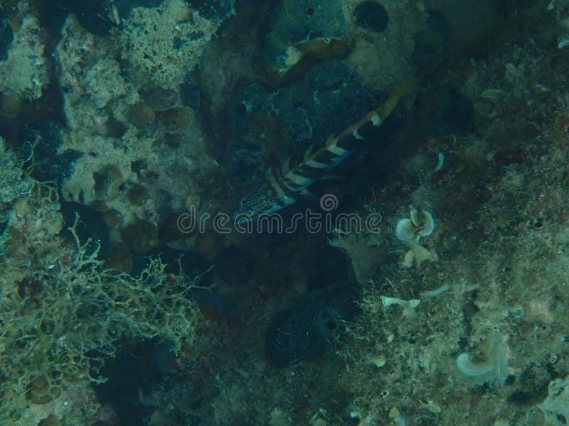 Underwater Shot of a Comber Fish on a Reef Stock Image - Image of ...