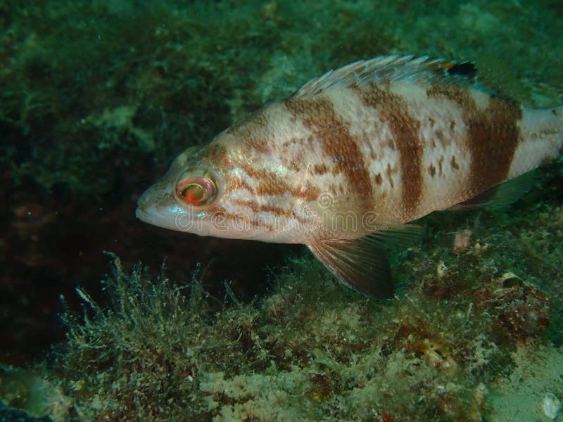 Underwater Shot of a Comber Fish on a Reef Stock Image - Image of ...