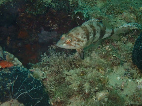 Underwater Shot of a Comber Fish on a Reef Stock Photo - Image of ...