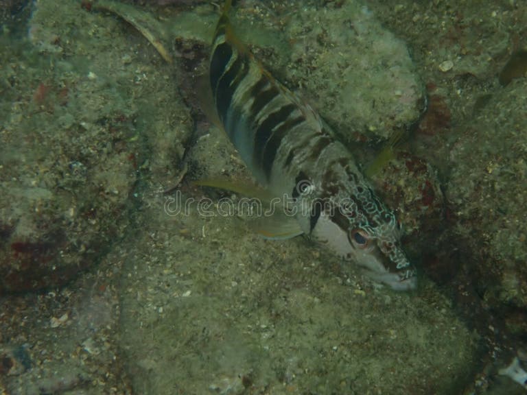 Underwater Shot of a Comber Fish on a Reef Stock Photo - Image of ...
