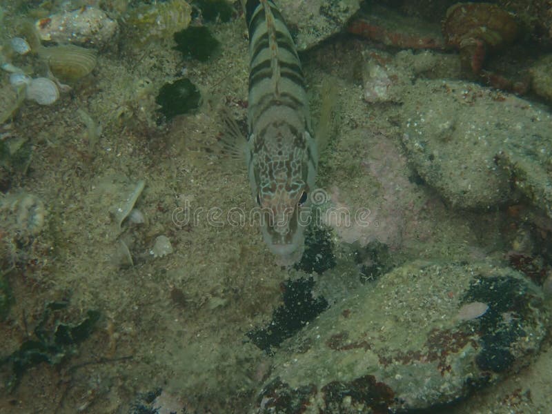 Underwater Shot of a Comber Fish on a Reef Stock Image - Image of ...