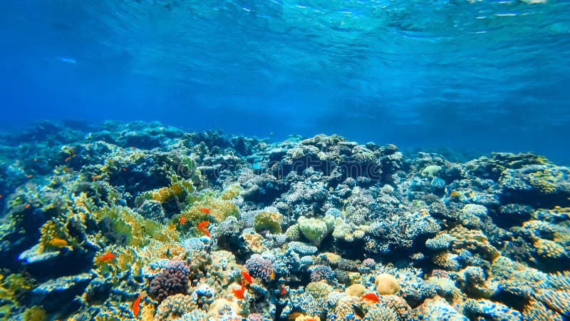 Shot of a Coral Reef at the Bottom of the Sea Stock Image - Image of ...