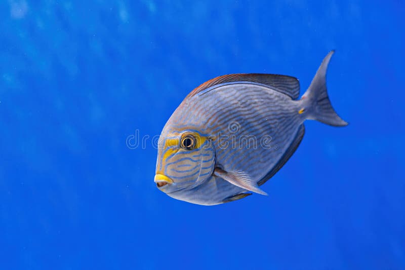 Underwater Shot of Fish Acanthurus Mata Stock Image - Image of life ...