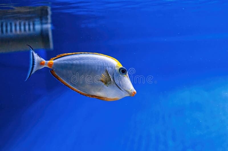 Underwater Shot of Fish Acanthurus Mata Stock Image - Image of ...