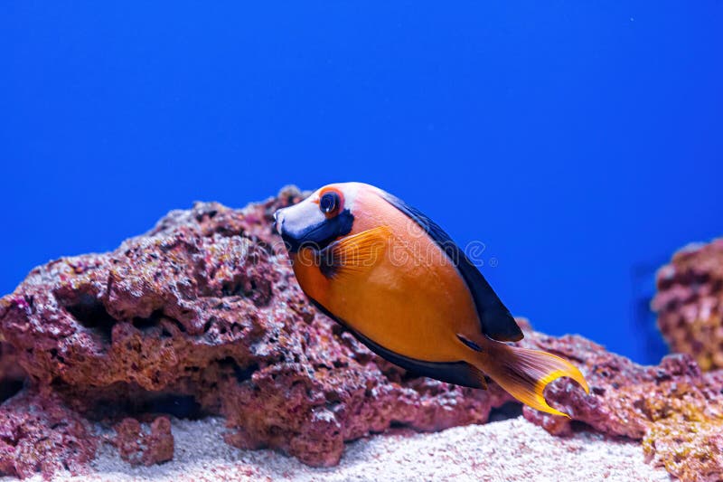 Underwater Shot of Fish Acanthurus Pyroferus Stock Image - Image of ...
