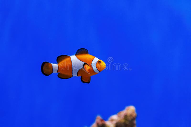 Underwater Shot of Fish Amphiprion Ocellaris Stock Image - Image of ...
