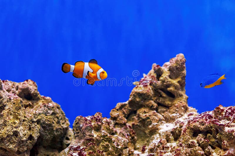 Underwater Shot of Fish Amphiprion Ocellaris Stock Image - Image of ...