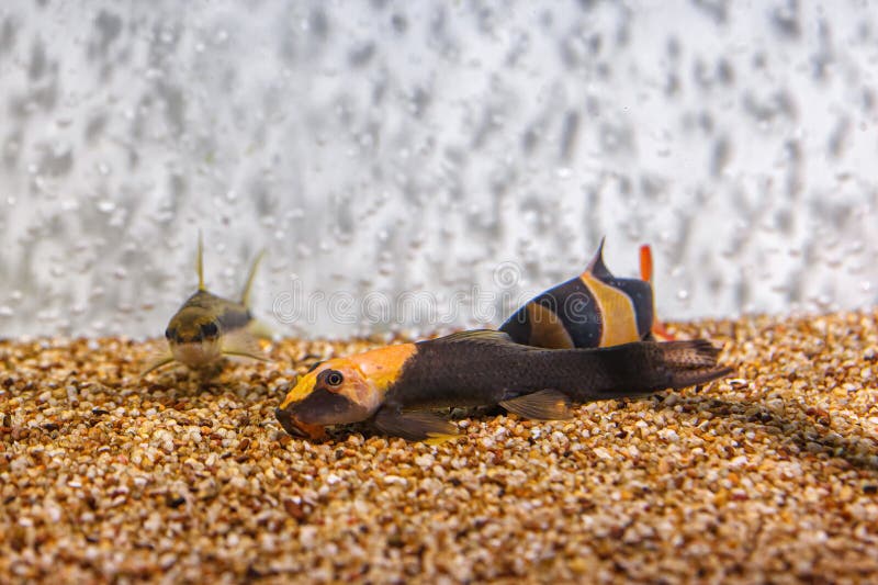 Underwater Shot of Fish Chromobotia Macracanthus Stock Photo - Image of ...