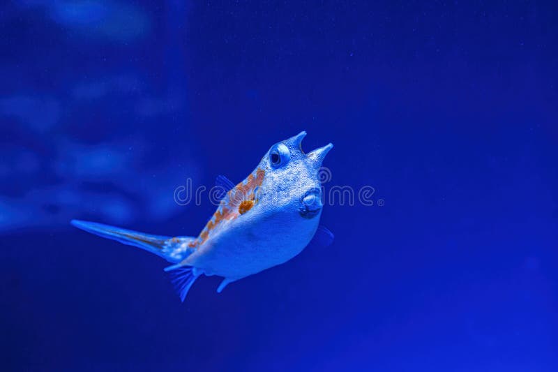 Underwater Shot of Fish Lactoria Cornuta Stock Image - Image of aquatic ...