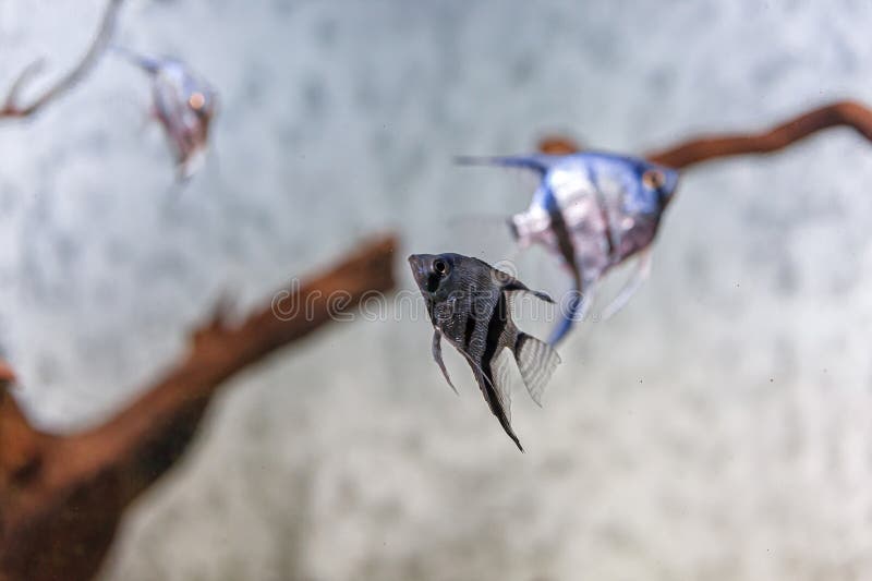 Underwater Shot of Fish Pterophyllum Scalare Altum Stock Image - Image ...