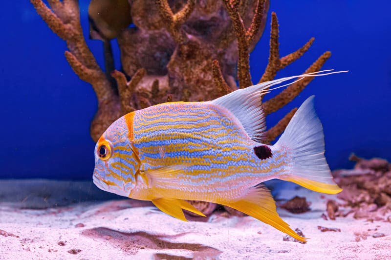 Underwater Shot Fish Symphorichthys Spilurus Stock Photos - Free ...