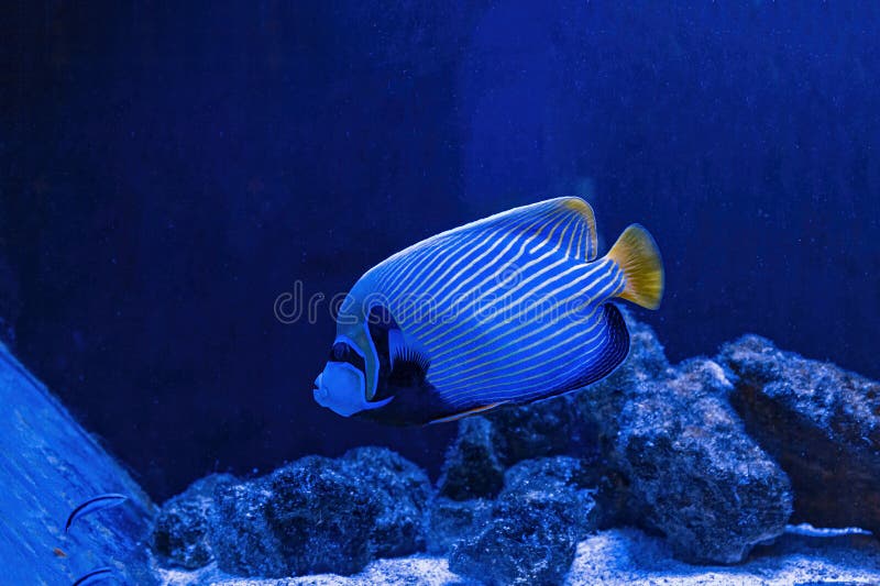 Underwater Shot of Pomacanthus Imperator Fish Stock Photo - Image of ...