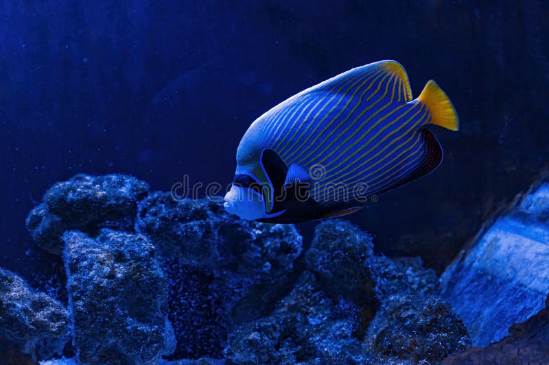 Underwater Shot of Pomacanthus Imperator Fish Stock Photo - Image of ...