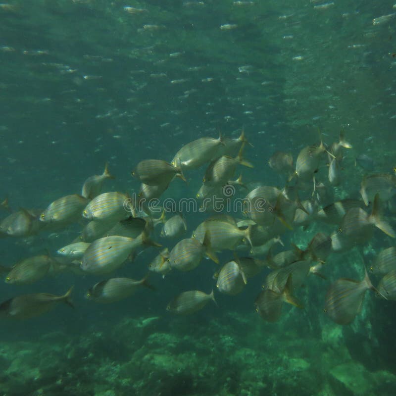 Underwater Shot of a School of Goldline Fish in the Sea Stock Photo ...