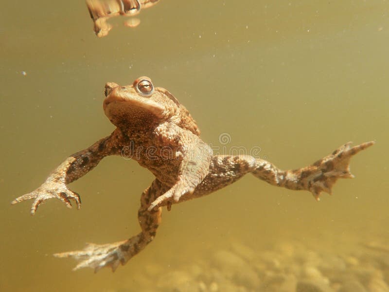 Underwater Shot of Toads Tadpoles in a Lake Stock Photo - Image of eyes ...