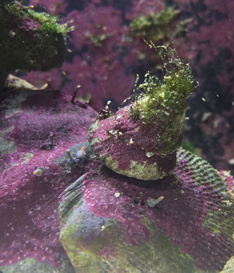 Underwater Snail stock photo. Image of tank, marine - 108109692