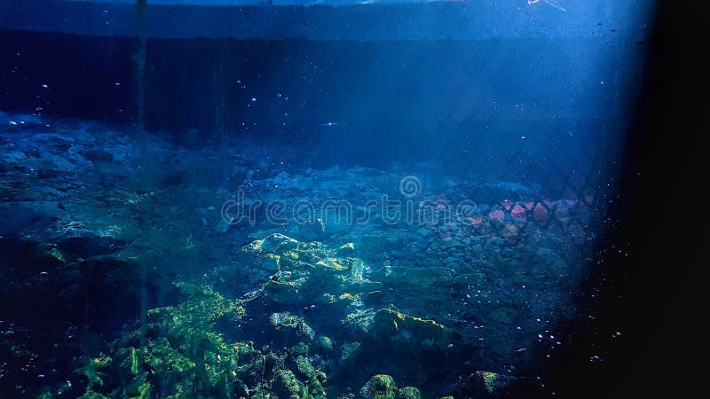 Underwater Spring with Blue Water Stock Photo - Image of reef, coral ...