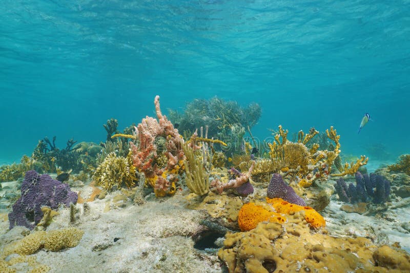 Underwater Su Un Fondale Marino Variopinto Nei Caraibi Immagine Stock ...