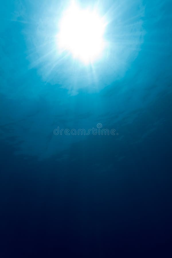 Underwater Sunshine stock photo. Image of beauty, seaweed - 65516632