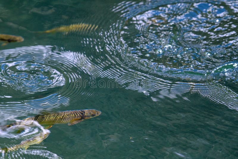 Schools of Fish with Changing Colors Under Light and Shadow Stock Image ...