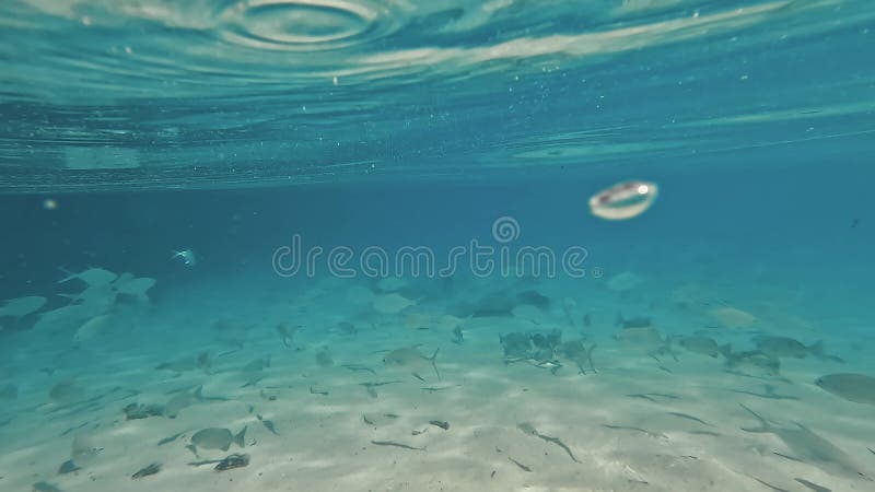 Underwater Surface of Ocean and Sting Ray with Small Fish Species Stock ...
