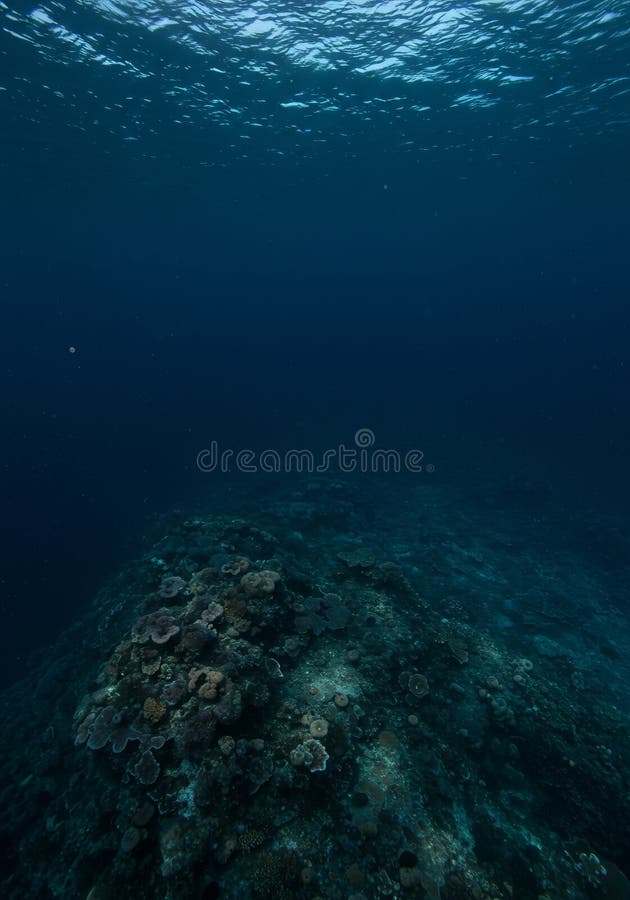 Underwater Tranquility: Serene Ocean Scene with Coral Reef Exploration ...