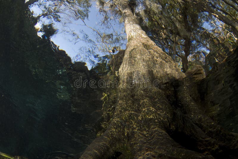 Underwater world stock photo. Image of canzian, nymphaeaceae - 9892086