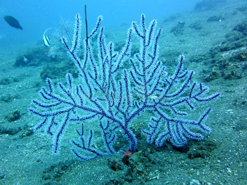 Underwater Tree stock image. Image of like, shell, tree - 123969507