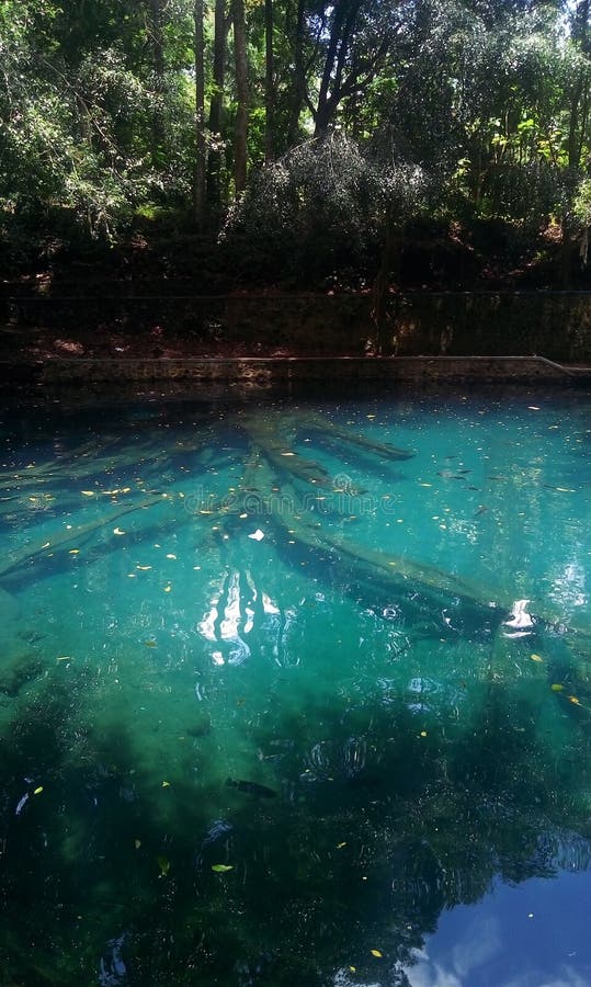 3,381 River Underwater Tree Stock Photos - Free & Royalty-Free Stock ...