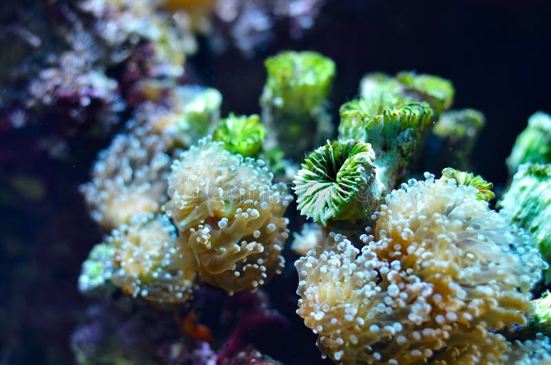 Tropical Freshwater Aquarium Stock Photo - Image of colourful, pets ...